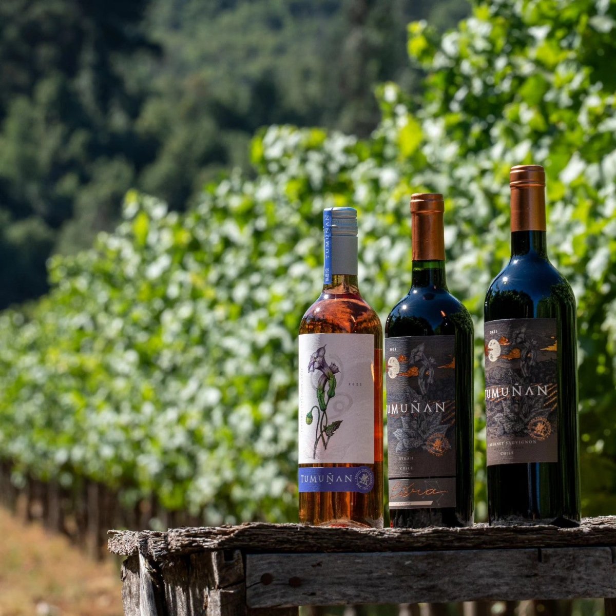 Introducing Vina Tumuñan | Colchagua, Chile